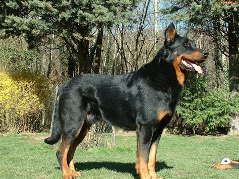 Beauceron Breeders Missouri At David Frakes Blog