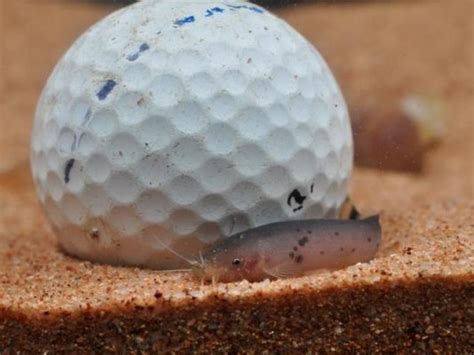 Electric Catfish Habitat Care Aquarium Maintenance