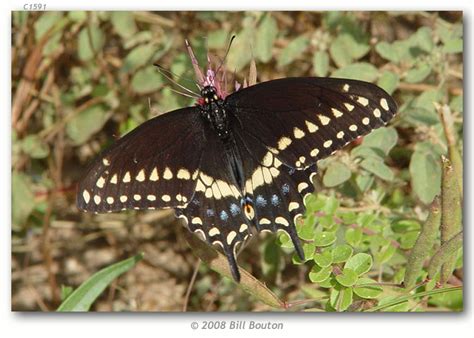 Papilio Polyxenes Asterius Live Adults Page 6