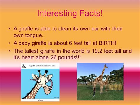 Giraffe Tongue Ear