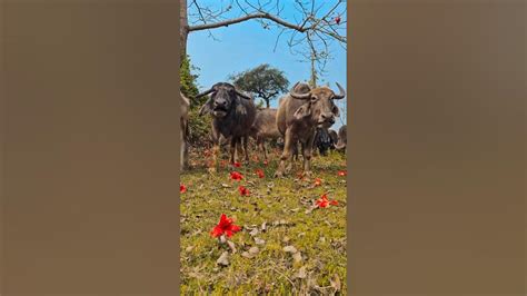 Baffelo And Red Cotton Tree Full Youtube