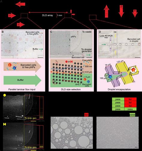 Microfluidic Device For Mate Seq A The Device Integrates A Dld Array