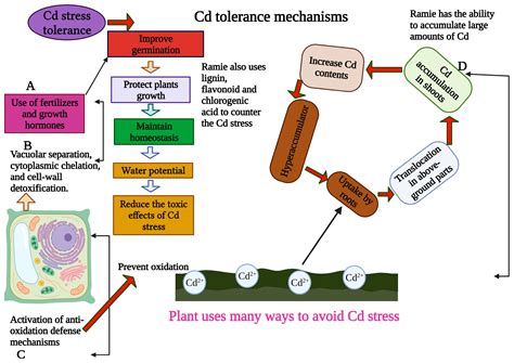 A Systematic Review On The Improvement Of Cd Stress Tolerance In Ramie