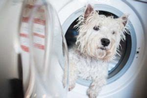 How To Remove Stains From White Dog Fur Top Dog Tips