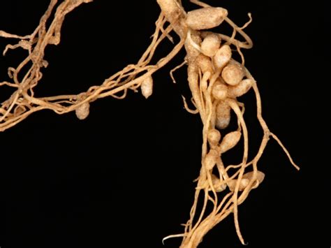 Clover Root Nodules Symbiosis Agriculture