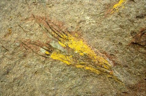 Carpoid Cochise College Geology