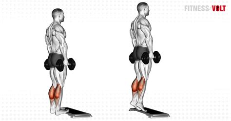 Build Strong Calves Dumbbell Standing Calf Raise Guide Fitness Volt