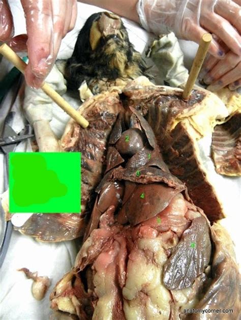 Cat Dissection Lab Part 3 Diagram Quizlet