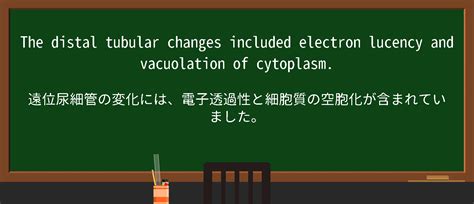 【英単語】lucencyを徹底解説！意味、使い方、例文、読み方 おもしろい英文法