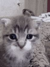 Sad Cat Car  Sad Cat Car Silly Cat Discover And Share S
