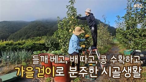 Sub시골생활🫘 들깨 베고 배 따고 콩 수확하고 가을걷이로 분주한 시골생활 Youtube