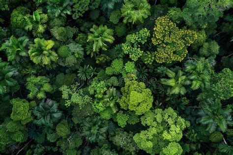 Illustration Of Aerial View Of A Rainforest Canopy With Various Tree