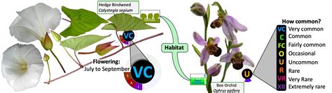 Plant Names Common And Scientific