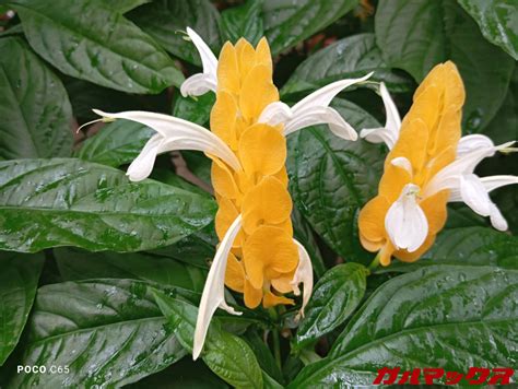 POCO C65の実機レビュー約1 3万円POCOブランドの低価格コスパスマホを試す ガルマックス