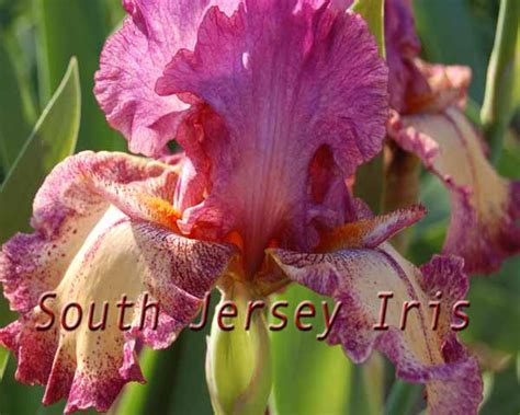 Rock Star South Jersey Iris