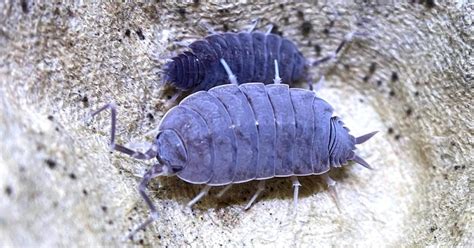 Types Of Isopods For Beginners To Advaced Keepers Xyzreptiles