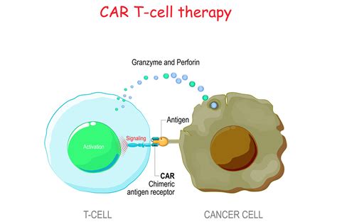 Memory T Cells