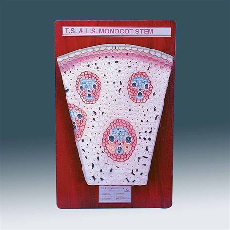 Monocot Stem T S Scientific Lab Equipment Manufacturer And Supplier