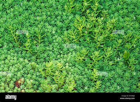 Sedum Lydium Var Glaucum Hi Res Stock Photography And Images Alamy