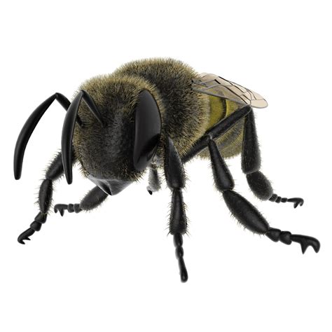 Bee 3d Model