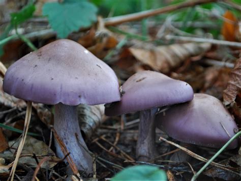 Wood Blewit Wild Food Uk