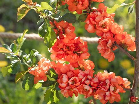 Medlar Planting Pruning Harvesting Mespilus Germanicus