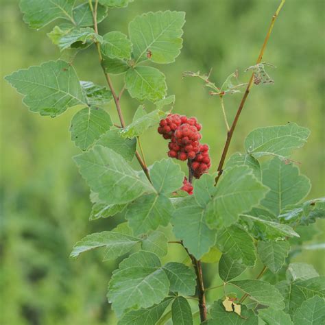 Rhus Aromatica Fragrant Sumac