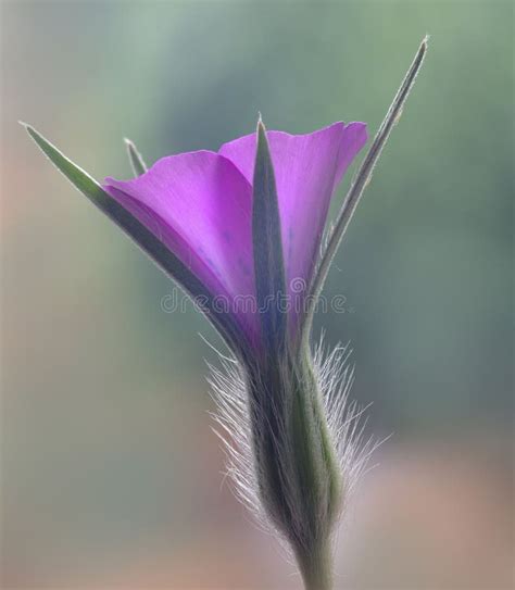 Corn Cockle Agrostemma Githago Stock Image Image Of Nature Beautiful