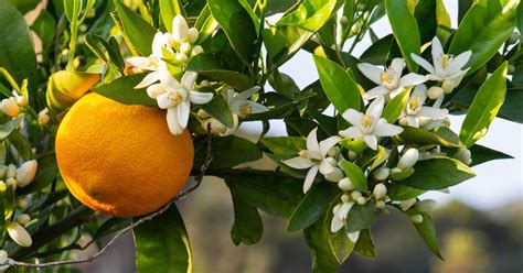 La Zagara Una Fragranza Che Racchiude Lessenza Della Sicilia E Il