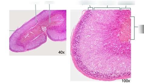 Urinary System Histology Diagram Quizlet