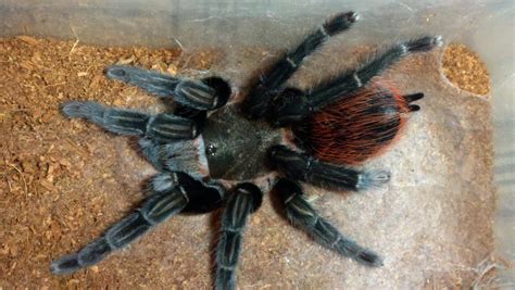 Brachypelma Vagans Arachnoboards