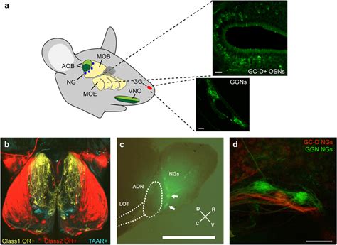 A Schematic Illustrating The Mouse Olfactory System Vno Vomeronasal