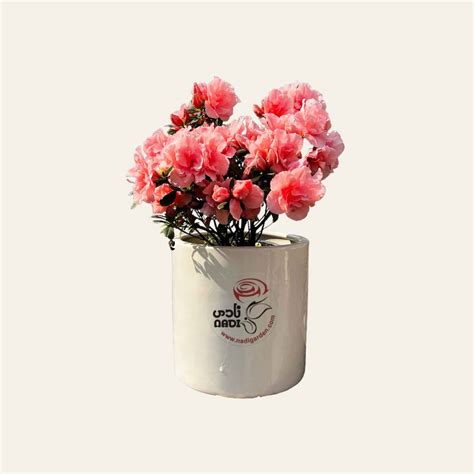 قیمت گل آزالیا یا گل صد تومانی طراحی فضای سبز و فروش اینترنتی گل و گیاه