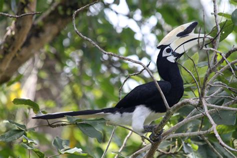Oriental Pied Hornbill Anthracoceros Albirostris