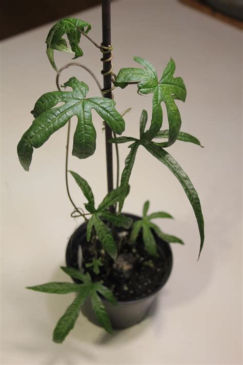 Biggest Ipomoea Seed In The Ipomoea Forum