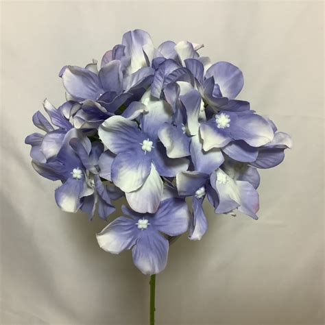 New Single Hydrangea Thin Stem Ocean Blue Village Green