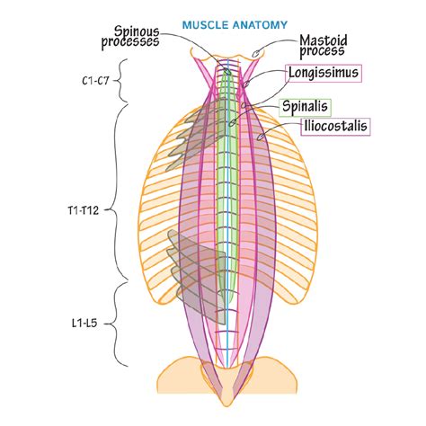 Gross Anatomy Glossary Back Intermediate Layer Ditki Medical