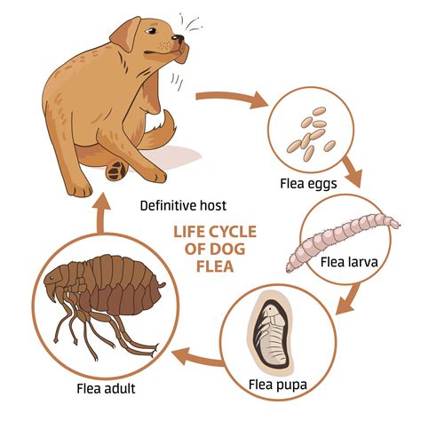 Flea Larvae