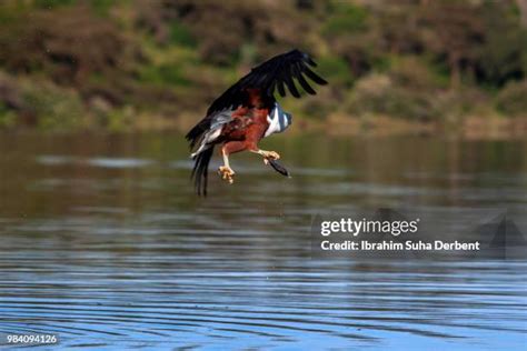 Sharp Talons Photos And Premium High Res Pictures Getty Images