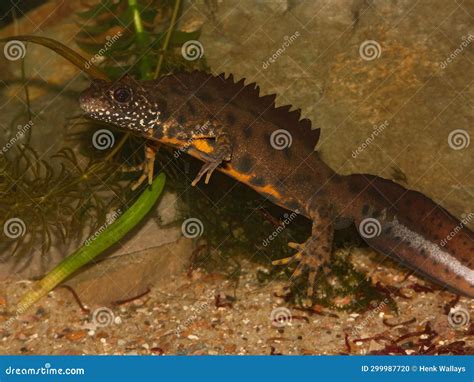 Closeup On A Breeding Male Italian Crested Newt Triturus Carnifex