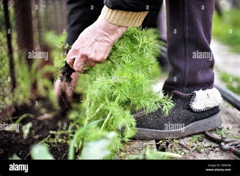 The Process Of Pulling Grass Weeds From The Ground Near The Pavement