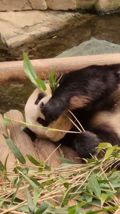 귀요미 판다 러바오 푸바오 아빠 맞네 Cute Panda Lebao Is Fubaos Daddy Youtube