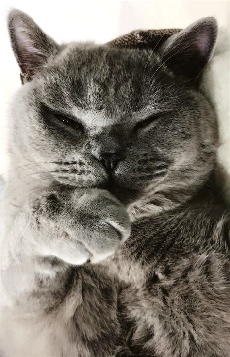 Even George Kitty Can Be All Arty When Required Is There No End To