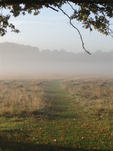 Grassy Path In Richmond Park 1 Nick Dale Private Tutor