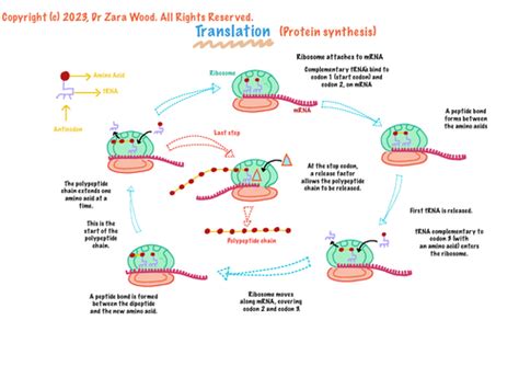 Translation Protein Synthesis Mind Map For A Level Biology Teaching Resources