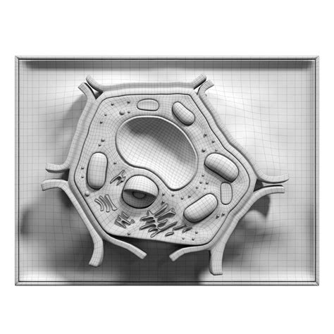 Plant Cell Lab Model 384501 3d Model Download 3d Model Plant Cell