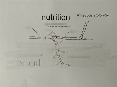 Rhizopus Stolonifer Labeled