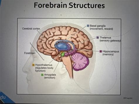 Brain Eppp 2024 Flashcards Quizlet