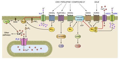 Chemogeneticsbrainvta