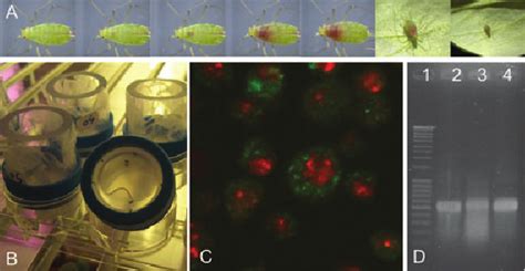 A Set Of Micrographs Depicting The Microinjection Of 100 Nl Dsrna Download Scientific Diagram